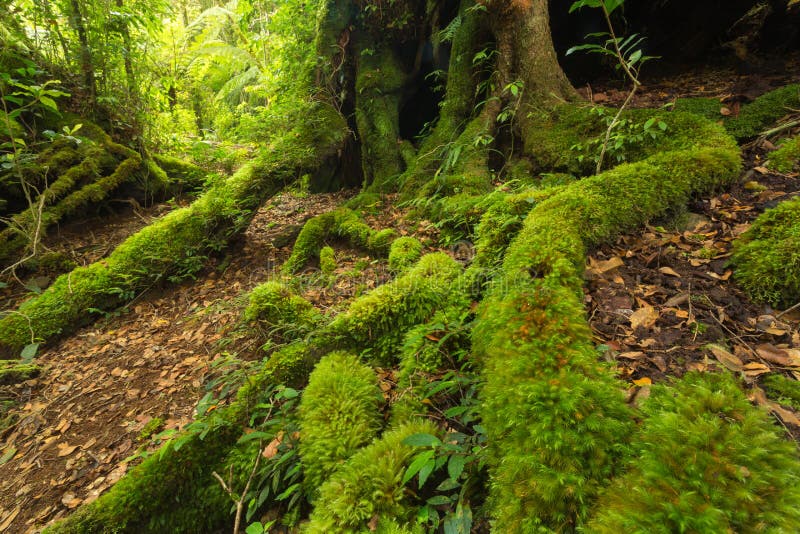 Dans La Forêt Humide Australienne Image stock - Image du paysage ...
