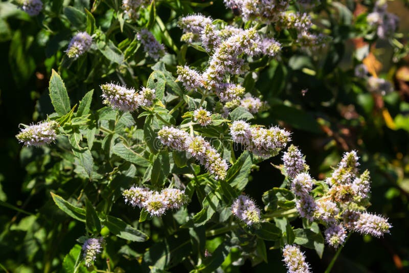 Dans La Nature Pousse Menthe Longleaved Mentha Longifolia Image stock ...