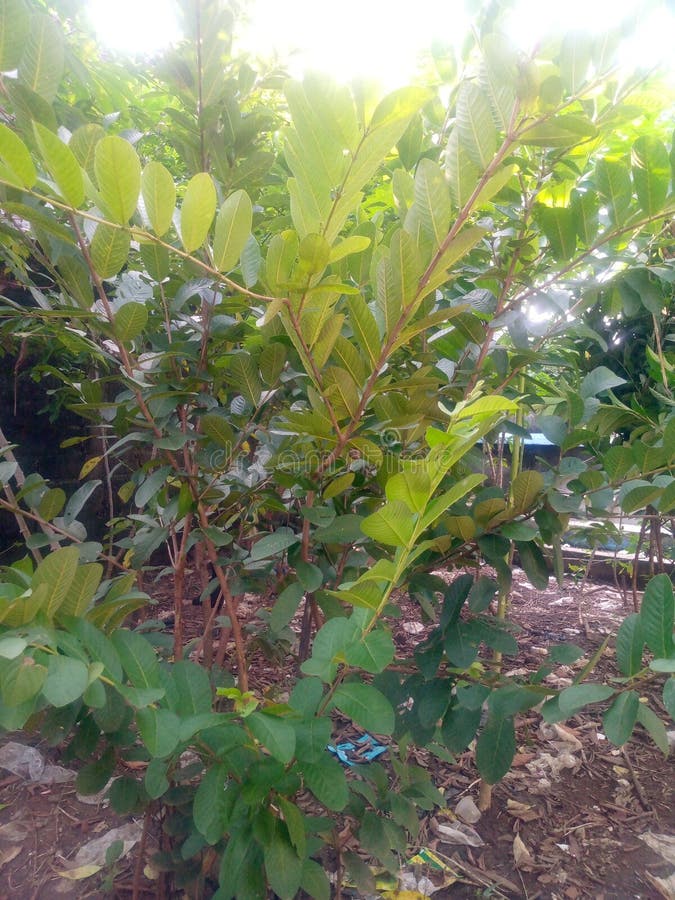 Danse Guava Tree stock photo. Image of evergreen, tree - 383090956