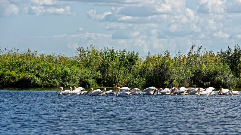 Delta Birds Sitting Near Danube Stock Image - Image of delta, sunset ...
