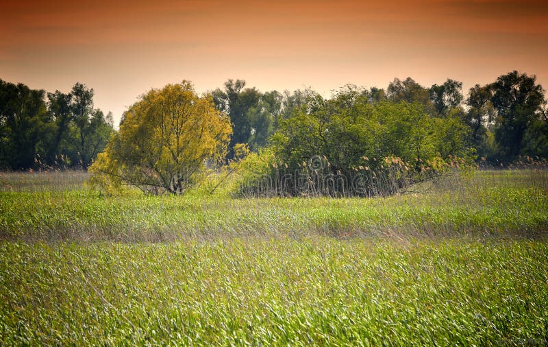 Danube Delta Landscape stock image. Image of gorgeous - 19664165