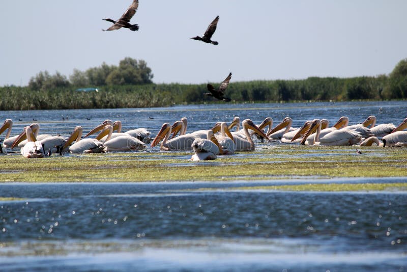 Danube Delta, Romania stock image. Image of landscape - 57516201