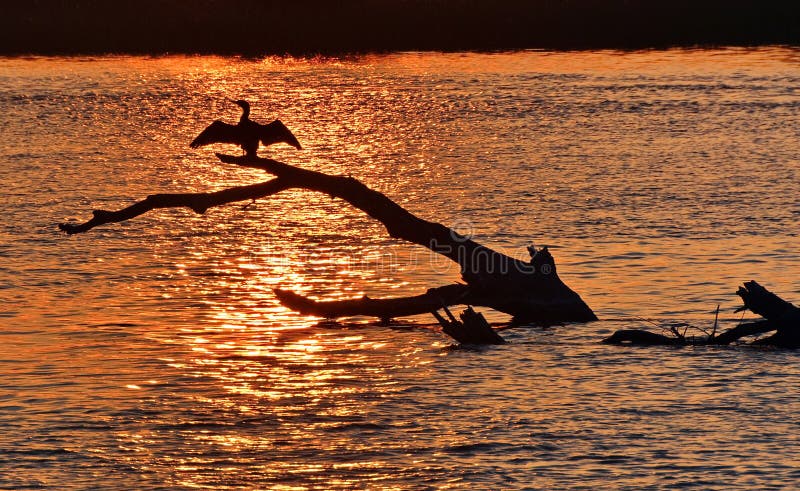 Danube Delta sunset stock image. Image of gorgeous, beautiful - 130069919