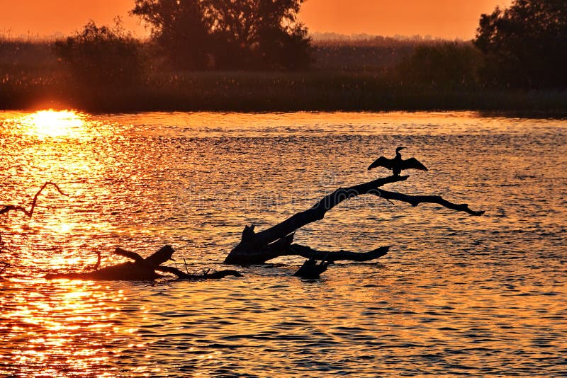 Danube Delta sunset stock image. Image of gorgeous, beautiful - 130069919
