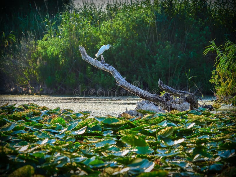 Danube Delta, Tulcea, Romania Stock Photo - Image of fauna, holiday ...