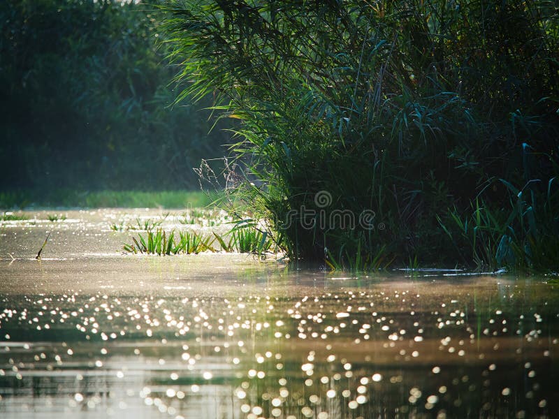Danube Delta, Tulcea, Romania Stock Photo - Image of fauna, cane: 100696162