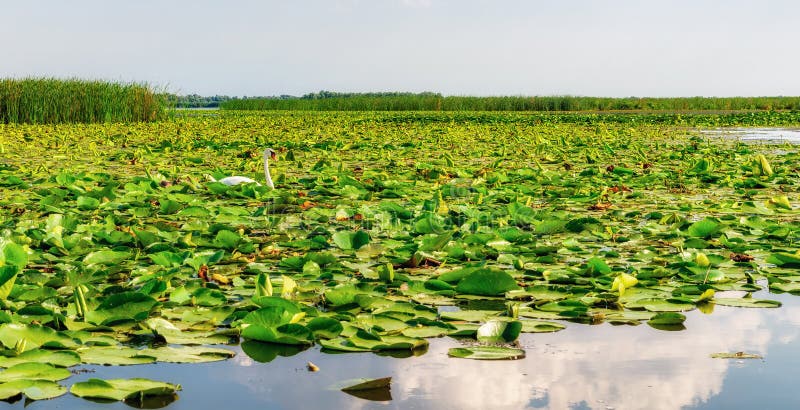 Danube Delta White Swan on Water with Waterlilies Stock Photo - Image ...