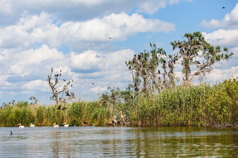 Danube Delta wildlife stock photo. Image of fauna, danube - 94574338