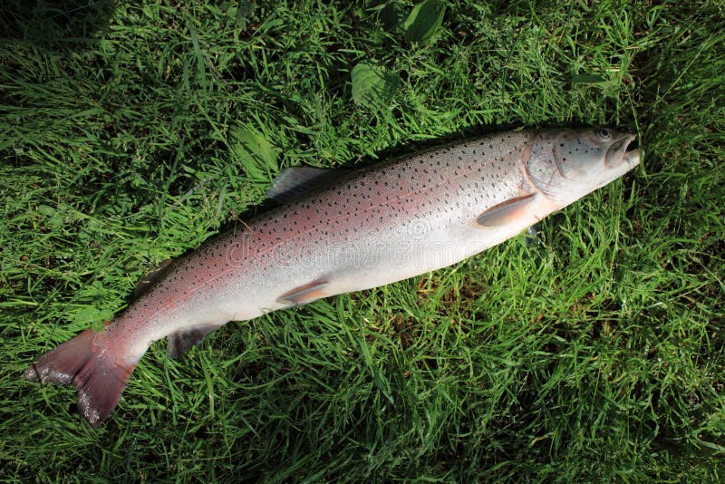 Danube Salmon Hucho Fishing in Central Europe Stock Image - Image of ...