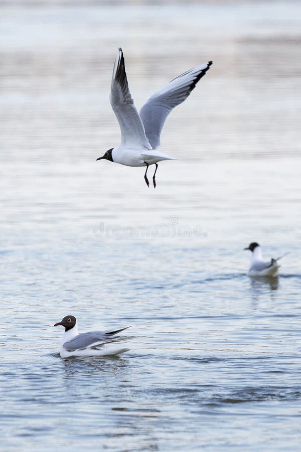 205 Sad Seagull Photos - Free & Royalty-Free Stock Photos from Dreamstime