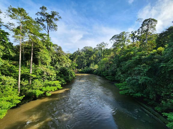 Danum River View Surrounded by Tropical Jungle in Lahad Datu Stock ...