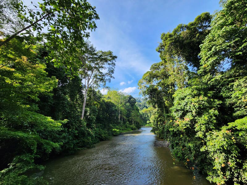 Danum Valley River View Surrounded Tropical Jungle Lahad Datu Stock ...