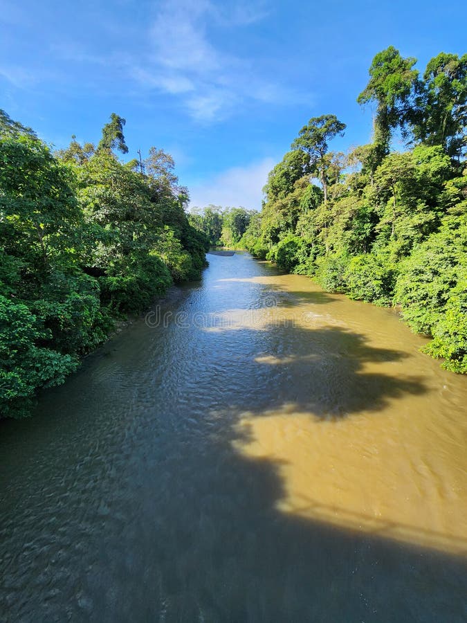 Danum River View Surrounded by Tropical Jungle in Lahad Datu Stock ...