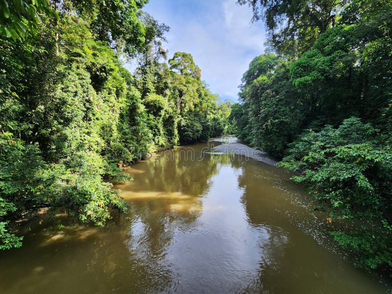 Danum Valley River View Surrounded by Tropical Jungle in Lahad Datu ...