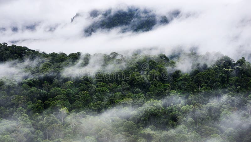 Danum Valley Tropical Rain Forest Lahad Datu Sabah Stock Image - Image ...
