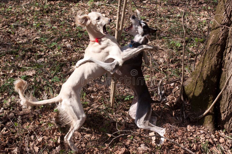 Danza de los perros foto de archivo. Imagen de casta - 24614430