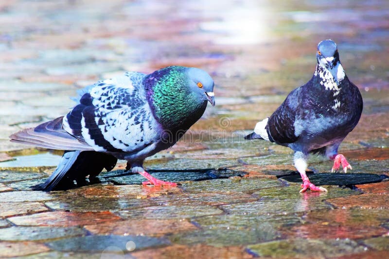 Danza Del Amor De Dos Palomas Hermosas En Una Acera Mojada Imagen de ...