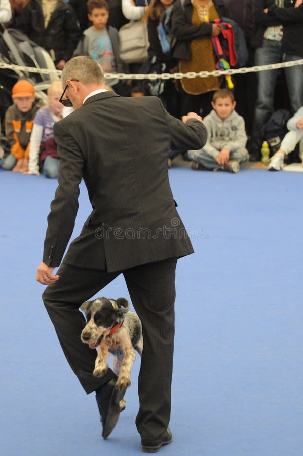 Danza del perro fotografía editorial. Imagen de adorable - 32955582