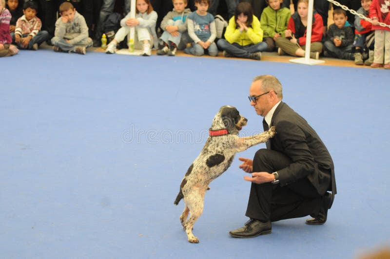 Danza del perro fotografía editorial. Imagen de adorable - 32955857