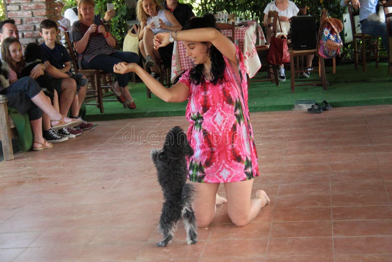 Danza del perro fotografía editorial. Imagen de confianza - 93731712