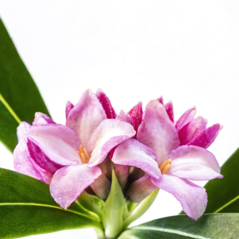 Daphne Flower Isolated Op Wit Stock Foto - Image of geïsoleerd, roze ...