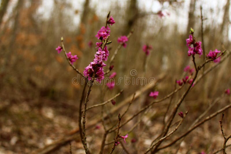 Daphne in the forest stock photo. Image of flower, nature - 141889870