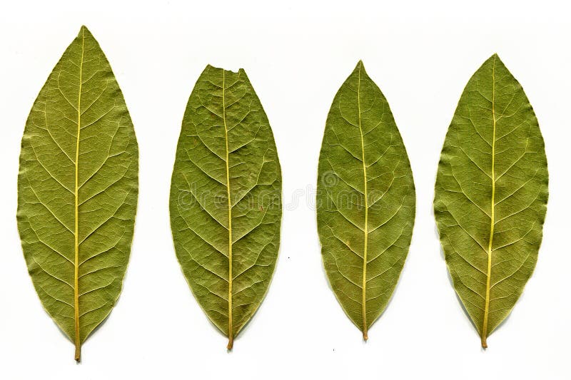 Daphne Leaf, Bay Leaf, Laurus Nobilis Leaf, Isolated on White ...