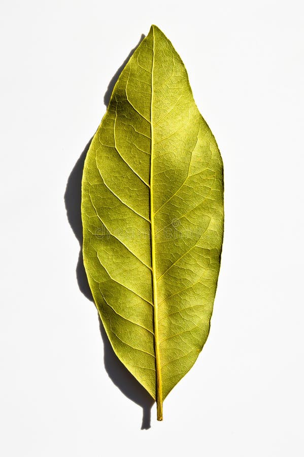 Daphne Leaf, Bay Leaf, Laurus Nobilis Leaf, Isolated on White ...