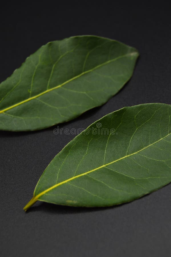 Daphne Leaf, Bay Leaf, Laurus Nobilis Leaf, Isolated on Black ...