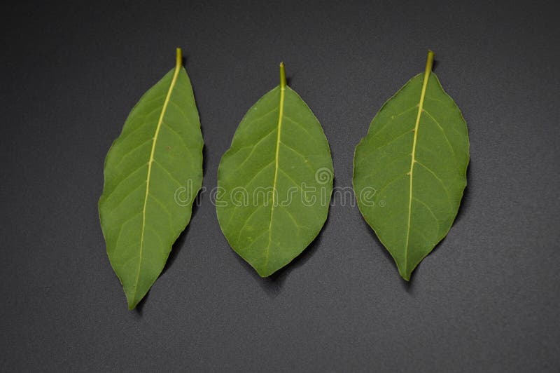 Daphne Leaf, Bay Leaf, Laurus Nobilis Leaf, Isolated on Black ...