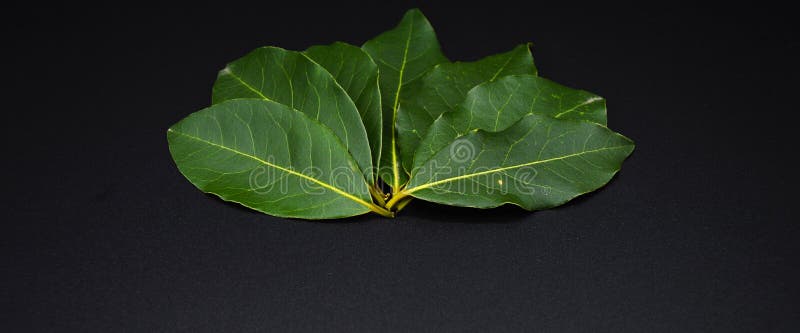Daphne Leaf, Bay Leaf, Laurus Nobilis Leaf, Isolated on Black ...