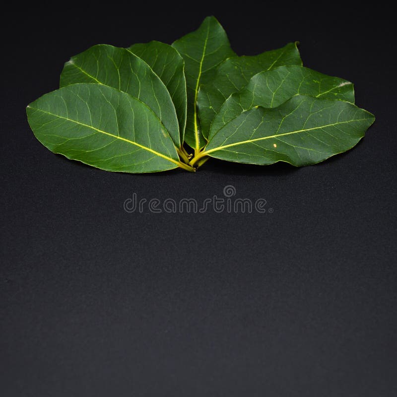 Daphne Leaf, Bay Leaf, Laurus Nobilis Leaf, Isolated on Black ...