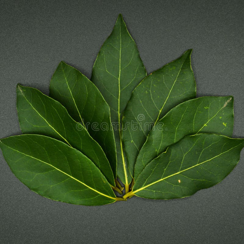 Daphne Leaf, Bay Leaf, Laurus Nobilis Leaf, Isolated on Black ...
