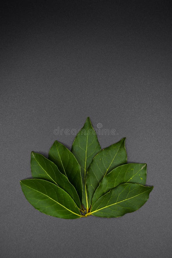 Daphne Leaf, Bay Leaf, Laurus Nobilis Leaf, Isolated on Black ...