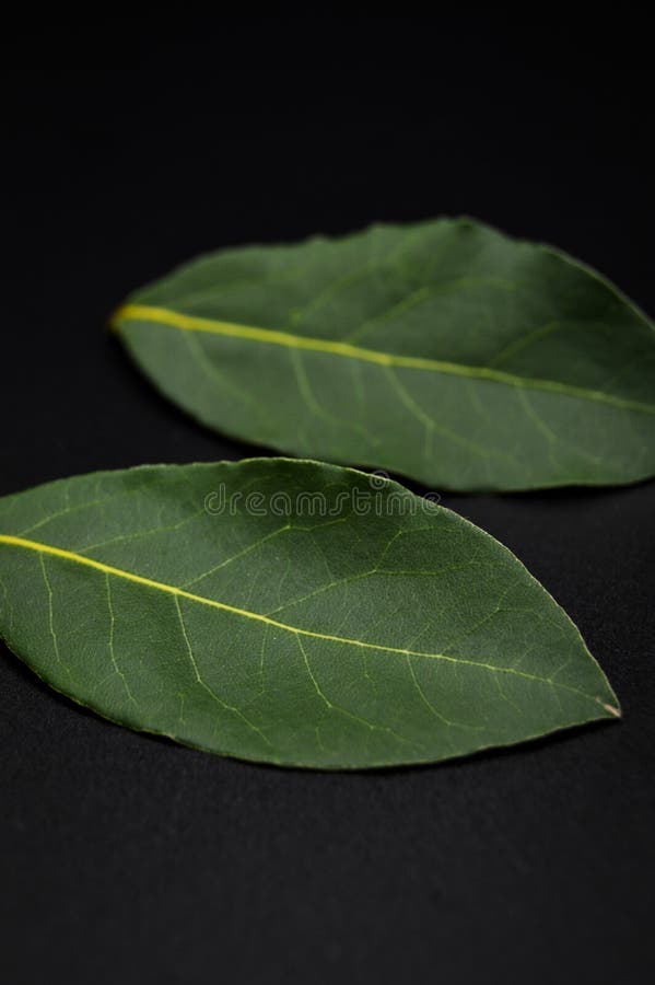 Daphne Leaf, Bay Leaf, Laurus Nobilis Leaf, Isolated on Black ...