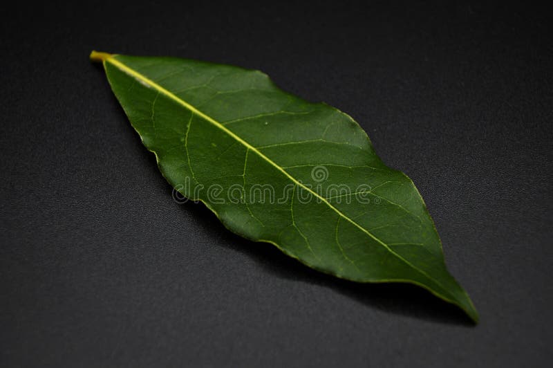 Daphne Leaf, Bay Leaf, Laurus Nobilis Leaf, Isolated on Black ...