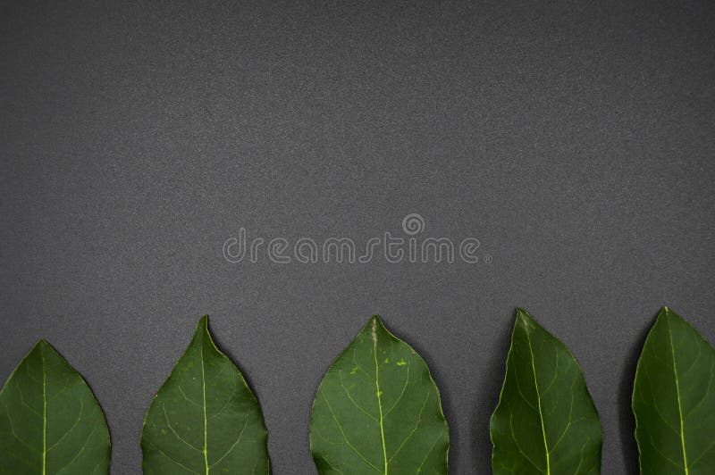 Daphne Leaf, Bay Leaf, Laurus Nobilis Leaf, Isolated on Black ...
