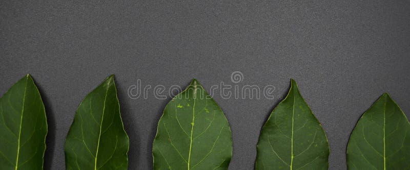 Daphne Leaf, Bay Leaf, Laurus Nobilis Leaf, Isolated on Black ...