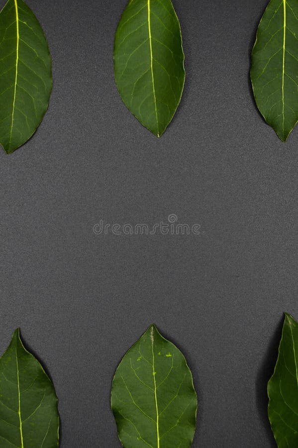Daphne Leaf, Bay Leaf, Laurus Nobilis Leaf, Isolated on Black ...