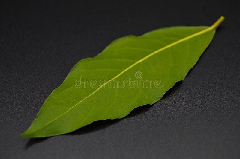 Daphne Leaf, Bay Leaf, Laurus Nobilis Leaf, Isolated on Black ...