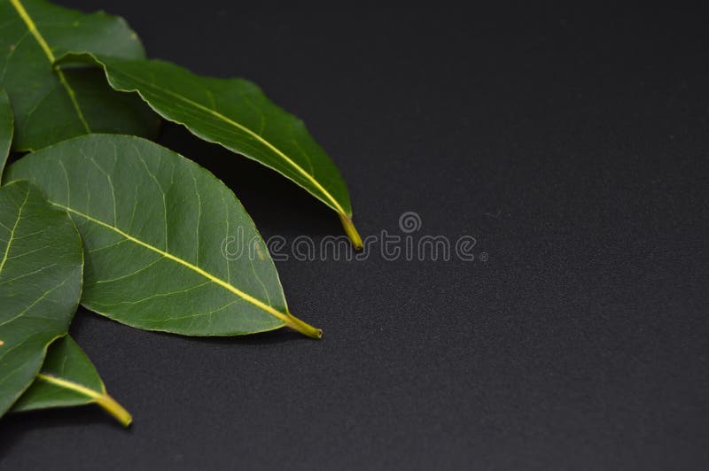 Daphne Leaf, Bay Leaf, Laurus Nobilis Leaf, Isolated on Black ...