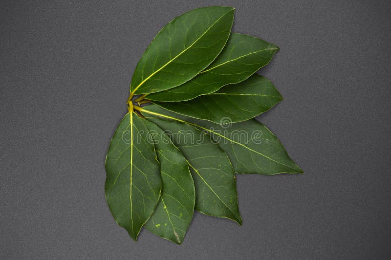 Daphne Leaf, Bay Leaf, Laurus Nobilis Leaf, Isolated on Black ...
