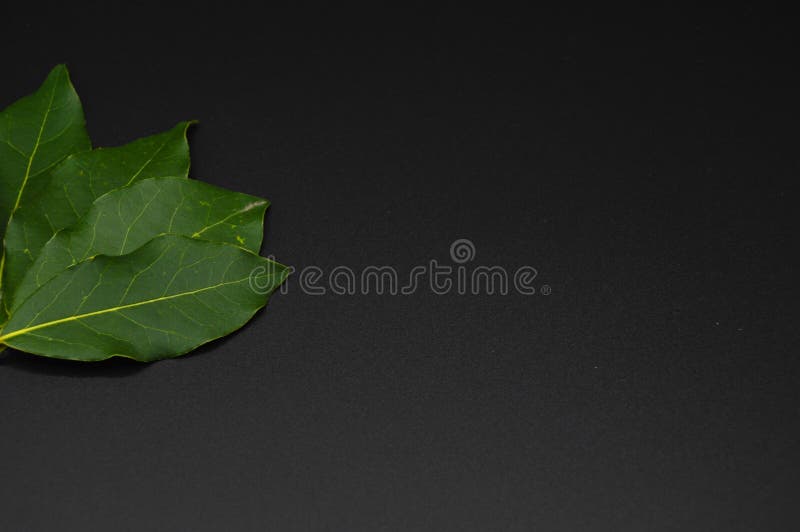 Daphne Leaf, Bay Leaf, Laurus Nobilis Leaf, Isolated on Black ...