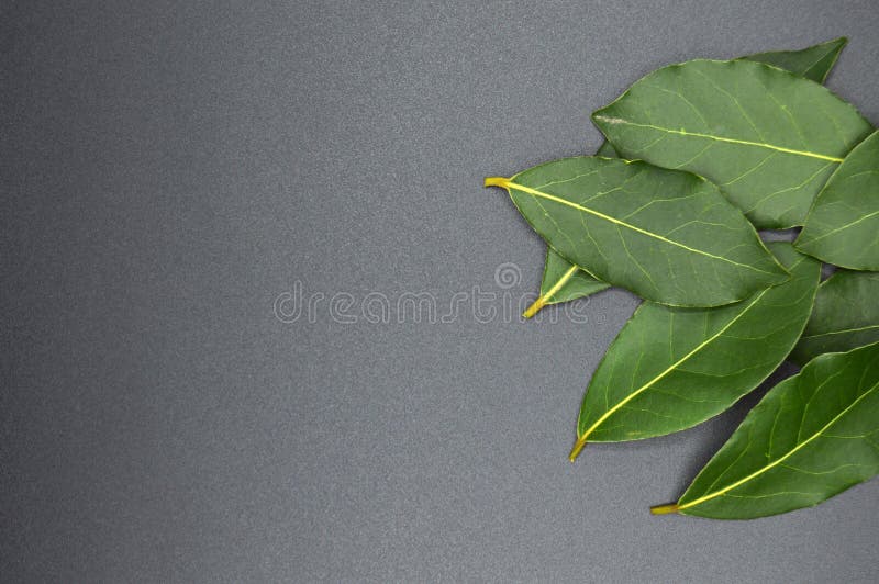 Daphne Leaf, Bay Leaf, Laurus Nobilis Leaf, Isolated on Black ...