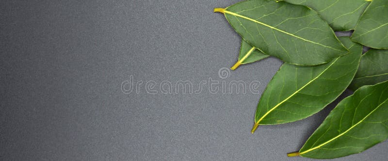 Daphne Leaf, Bay Leaf, Laurus Nobilis Leaf, Isolated on Black ...
