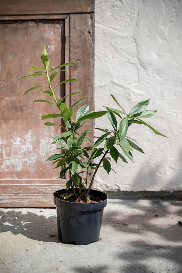 Daphne Odora with Green Leaves Stock Image - Image of fresh, botanical ...