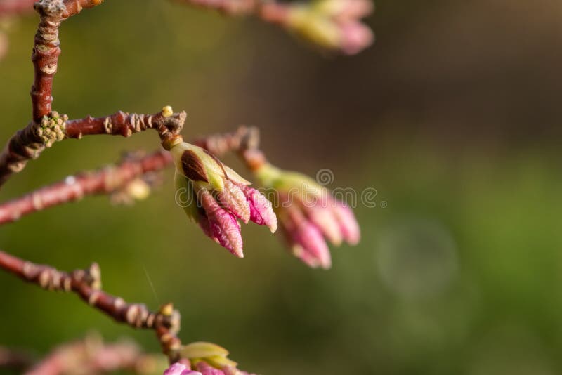 Daphne (perfume Princess) Buds Stock Photo - Image of evergreen, flower ...