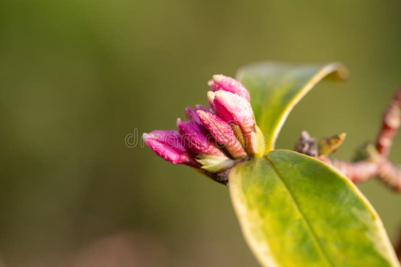 Daphne (perfume Princess) Buds Stock Photo - Image of horticultural ...