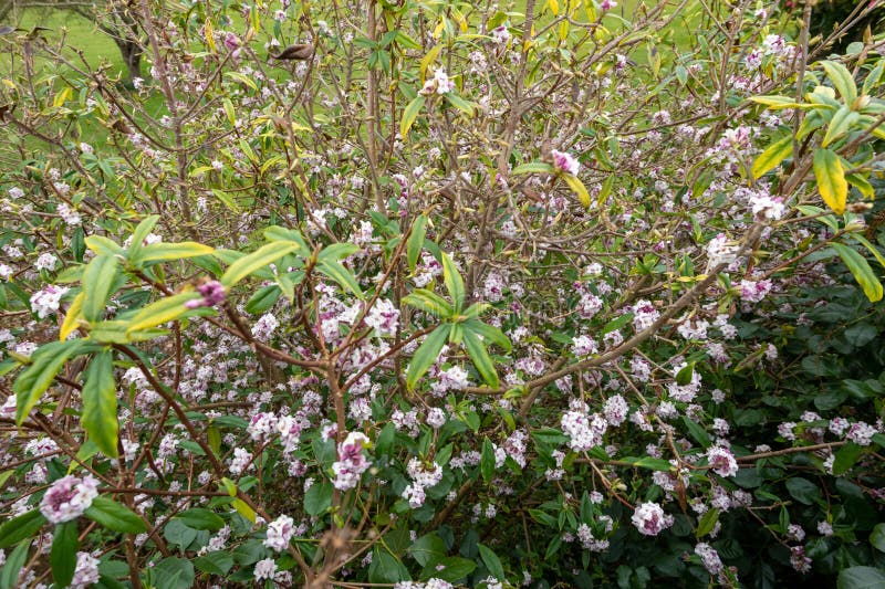 Daphne (perfume Princess) Flowers Stock Image - Image of horticulture ...