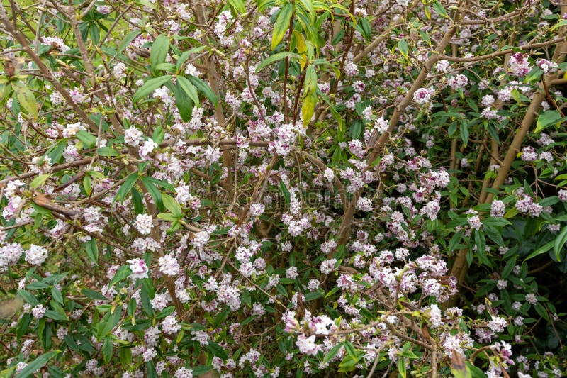 Daphne (perfume Princess) Flowers Stock Image - Image of pollen, beauty ...